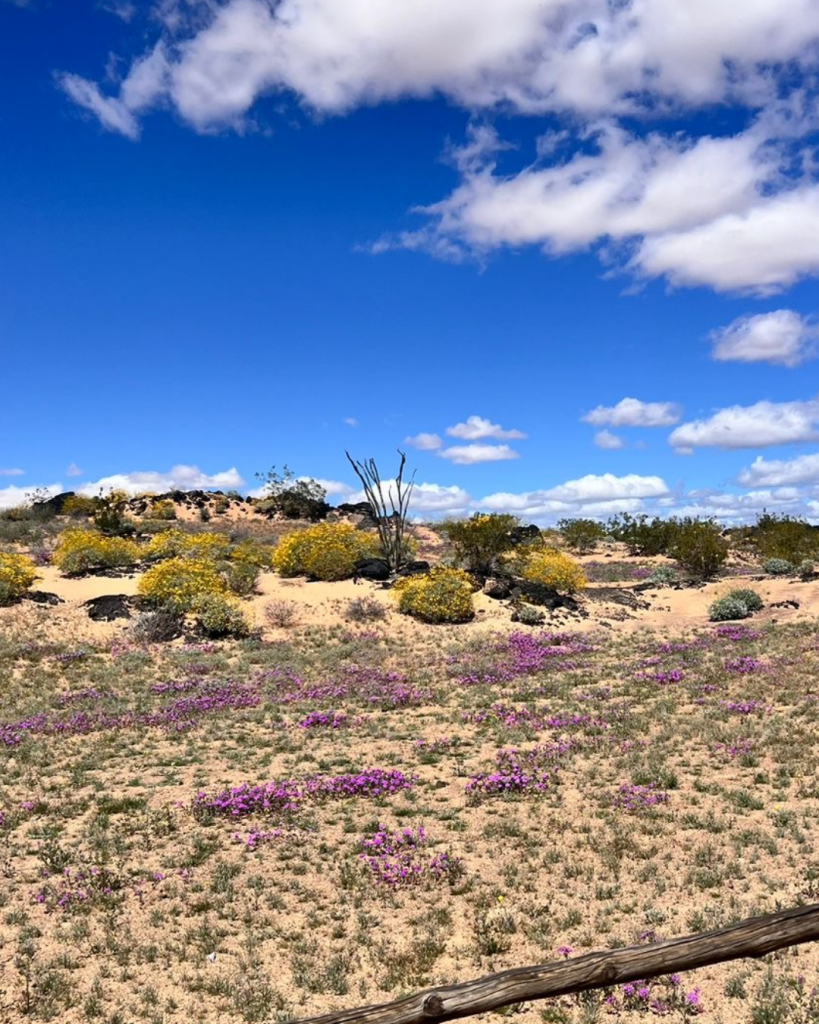 Reserva de la Biósfera El Pinacate y Gran Desierto de Altar 3 días ...